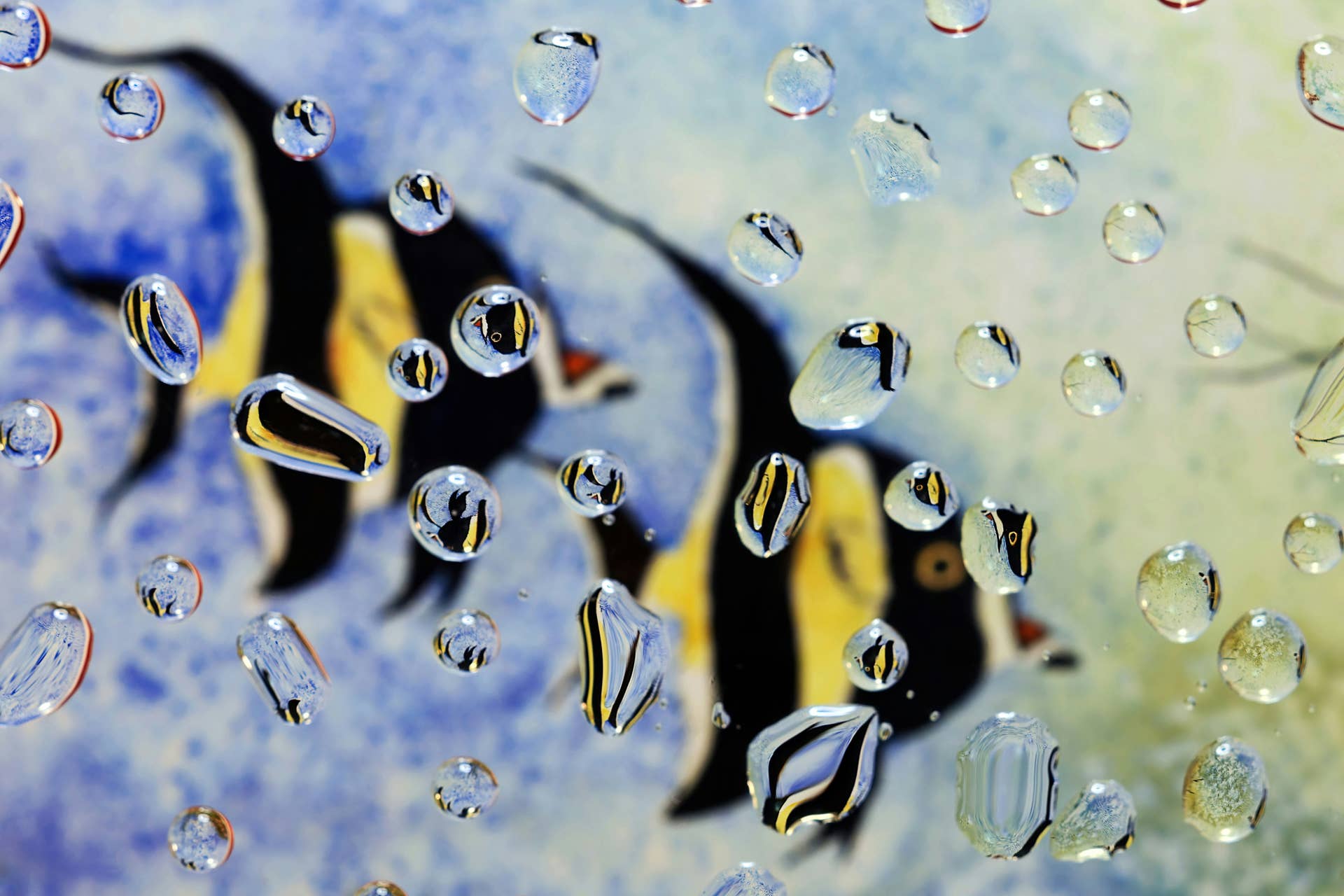 Most Beautiful Fish in the World: Nature’s Living Jewels - Owlcation