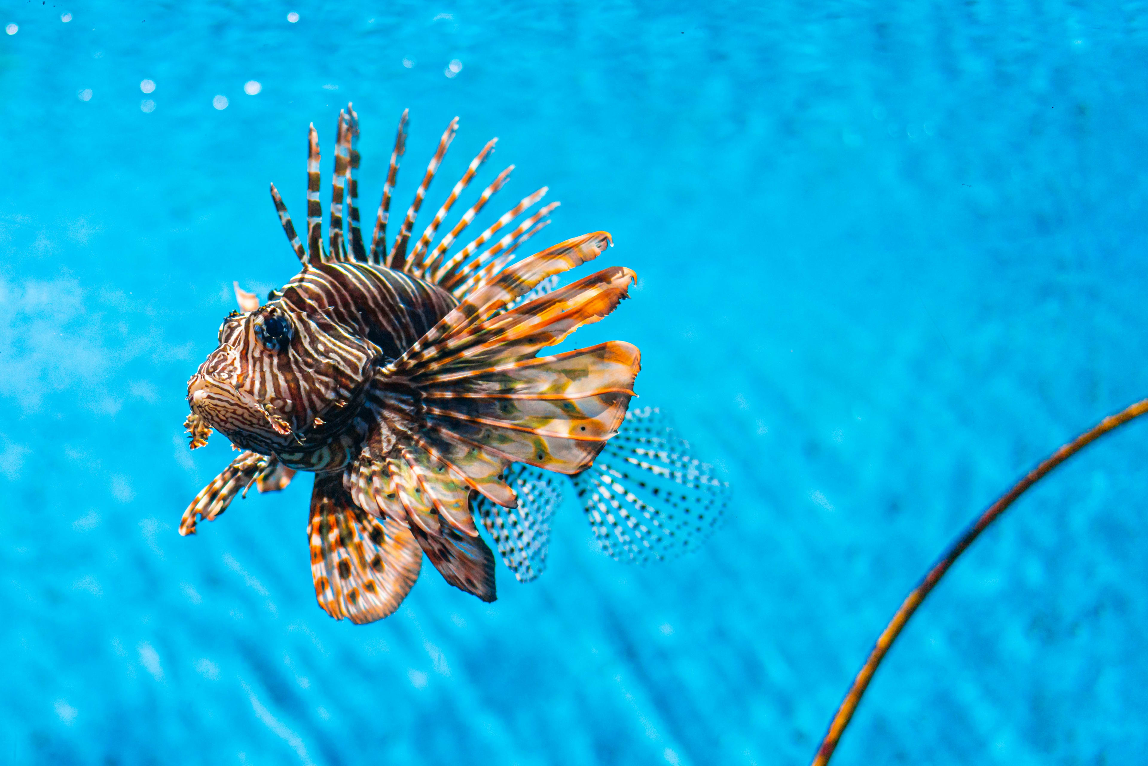 Most Beautiful Fish in the World: Nature’s Living Jewels - Owlcation