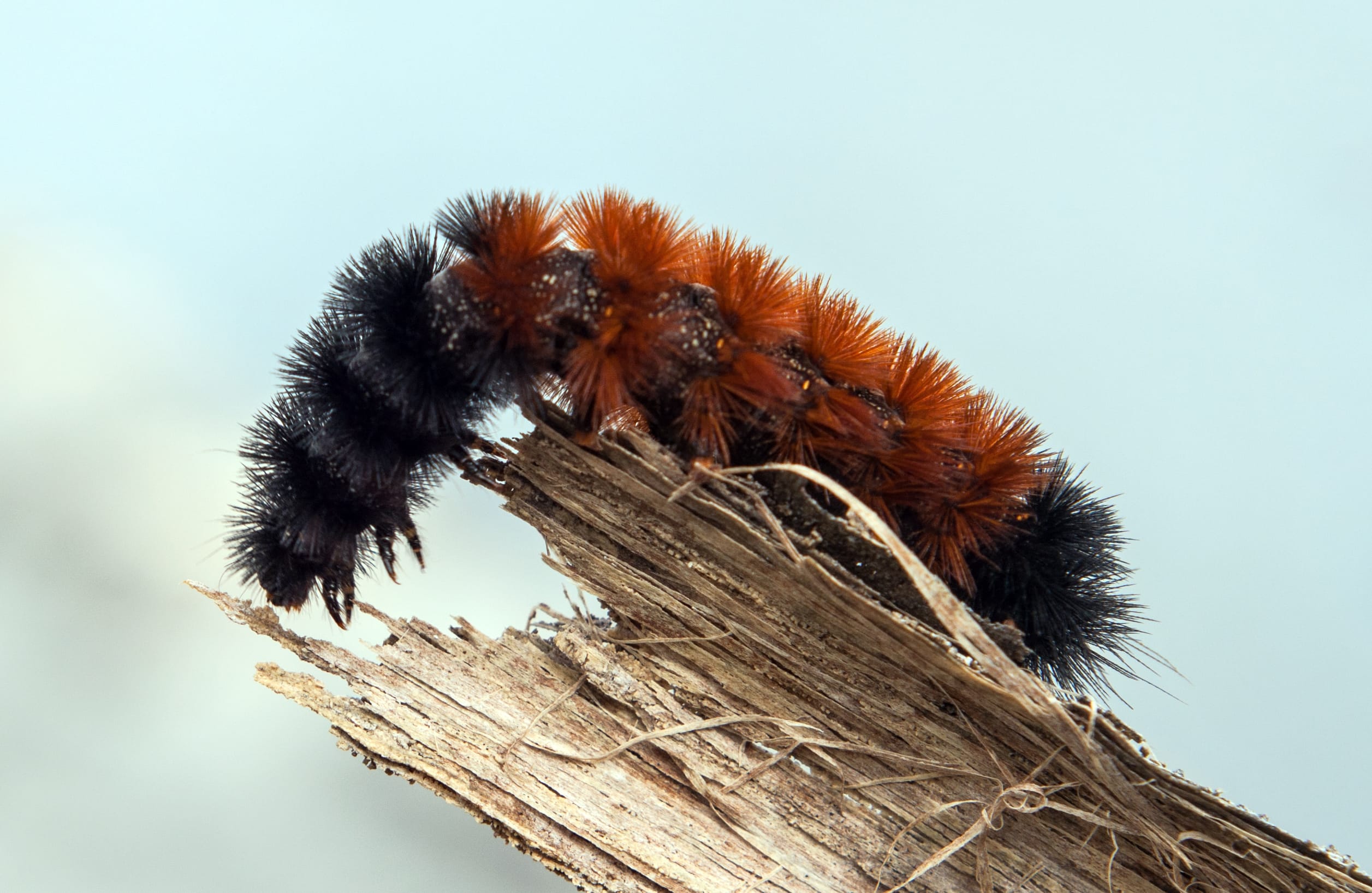 [PHOTOS] Most Common Types of Brown Caterpillars - Owlcation