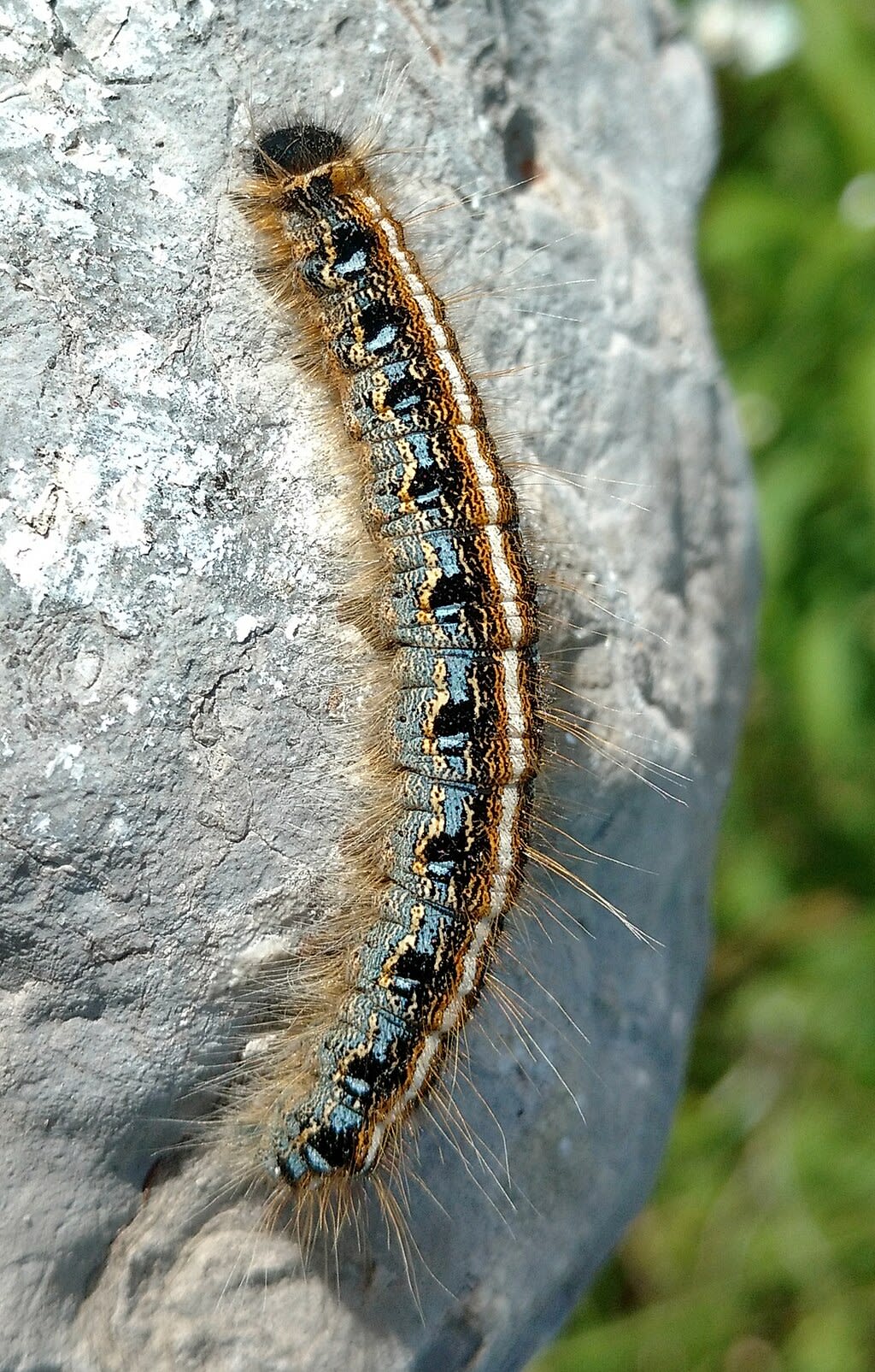 [PHOTOS] Most Common Types of Brown Caterpillars - Owlcation
