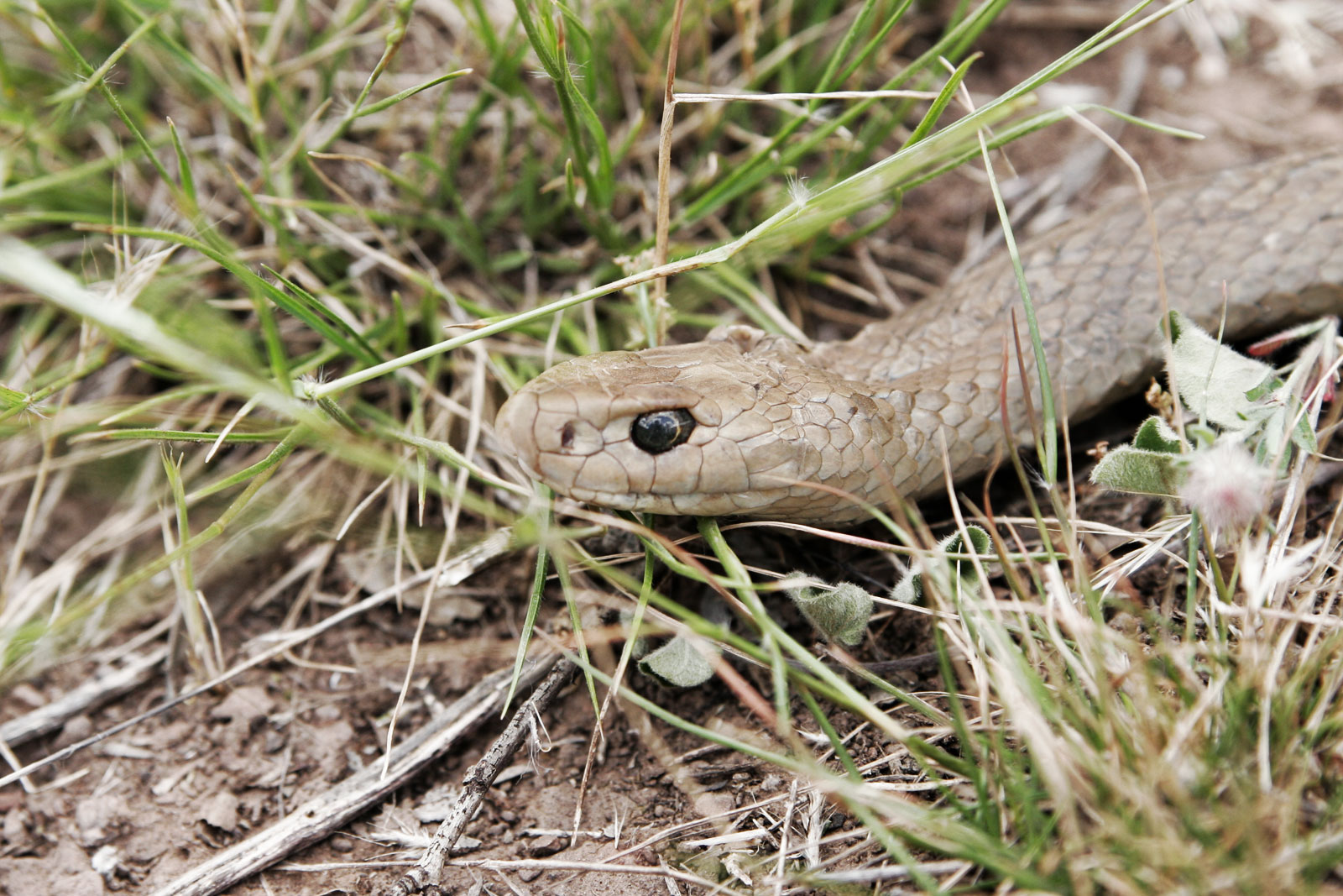 The 25 Deadliest Snakes Ranked By Venom - Owlcation