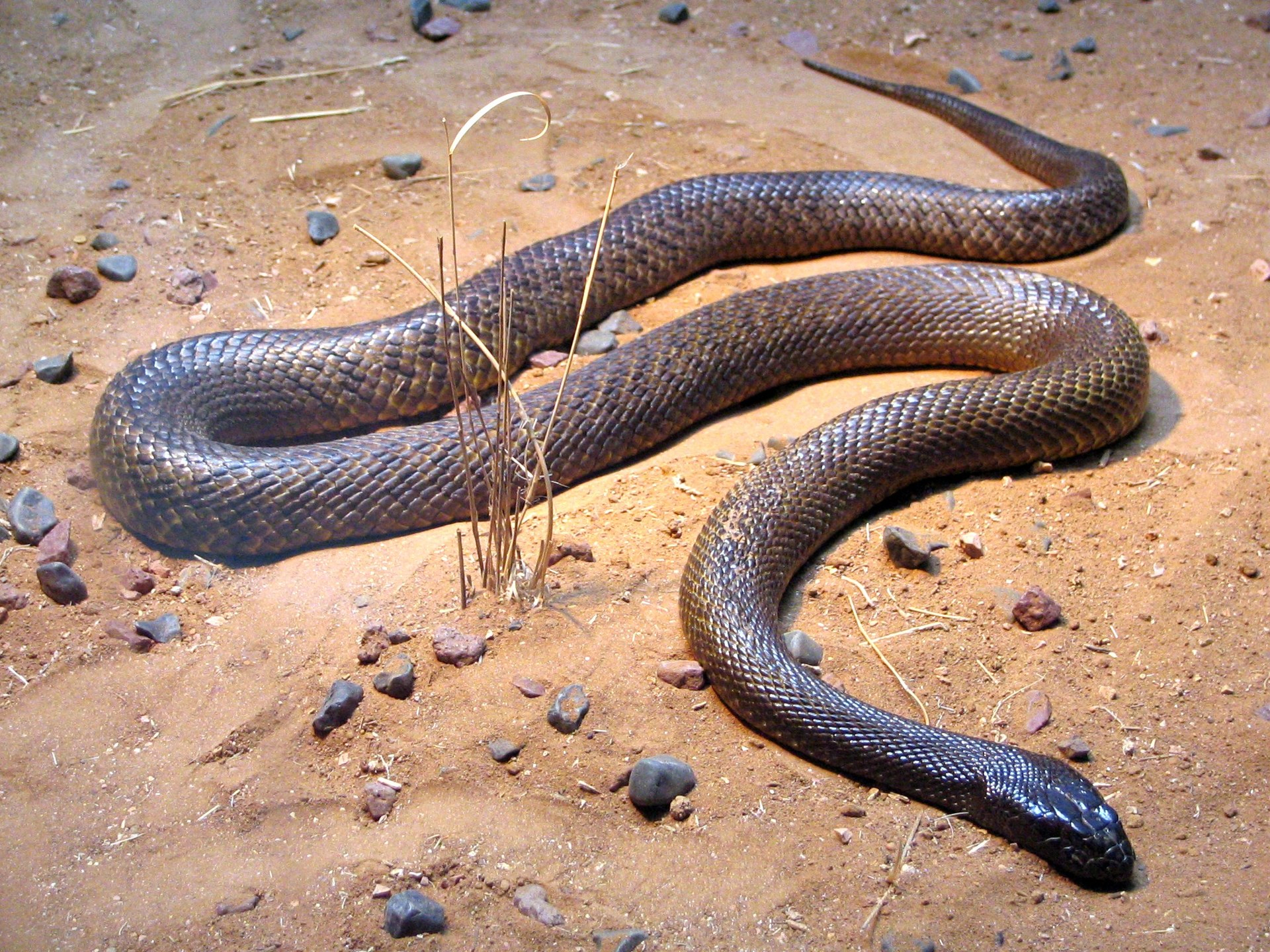 The 25 Deadliest Snakes Ranked By Venom - Owlcation