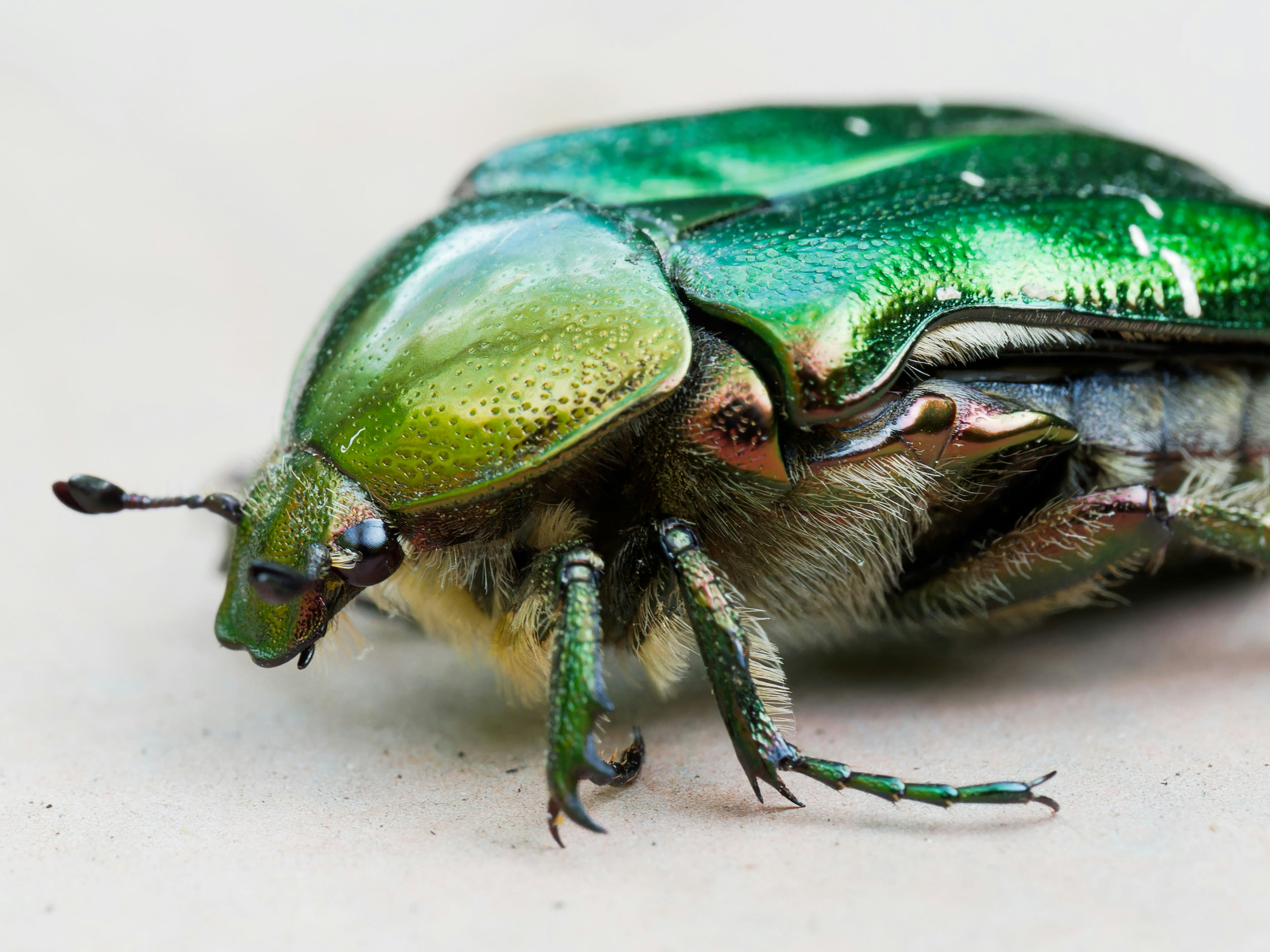5 Stunning Beetle Species Worth Knowing - Owlcation
