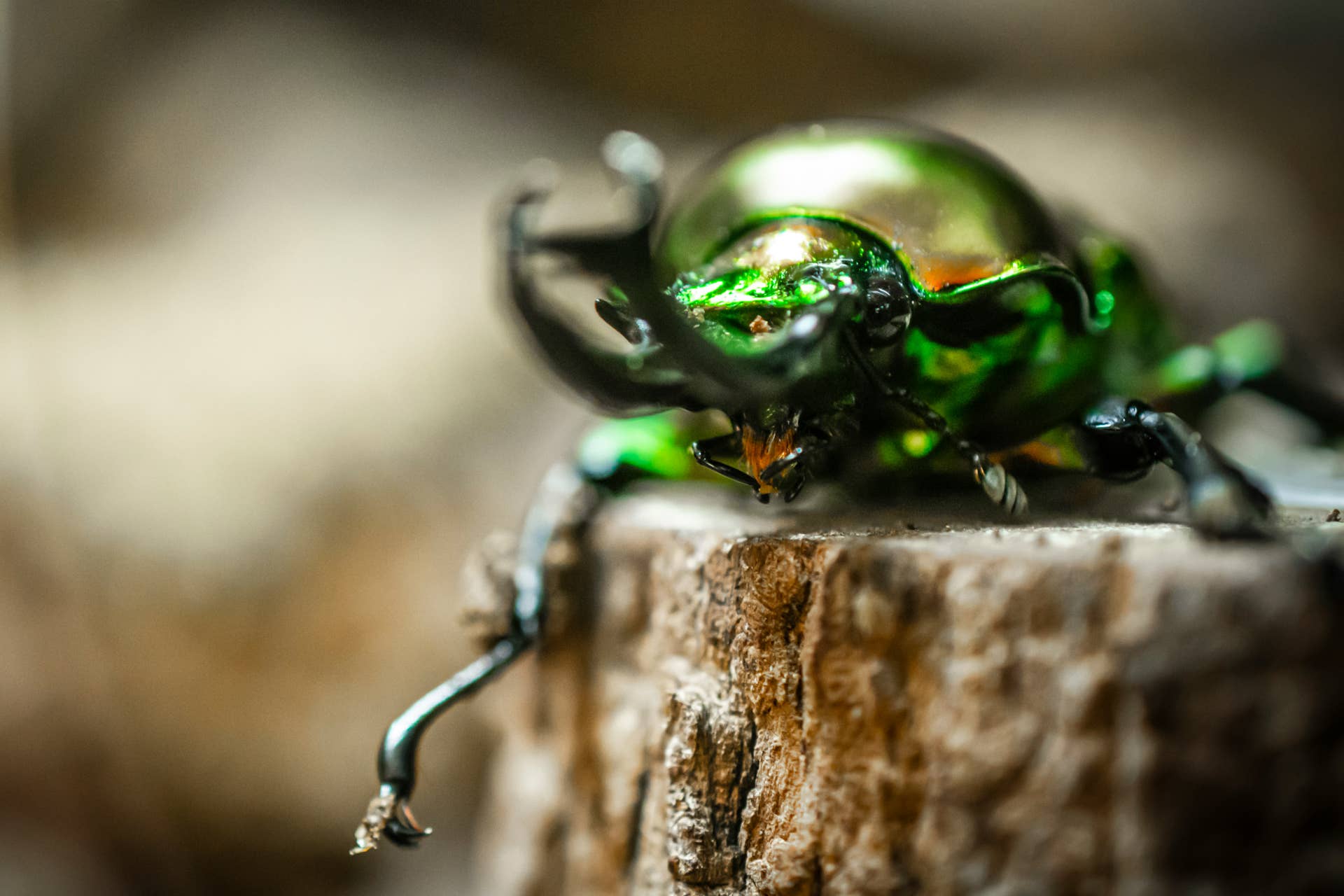 5 Stunning Beetle Species Worth Knowing - Owlcation