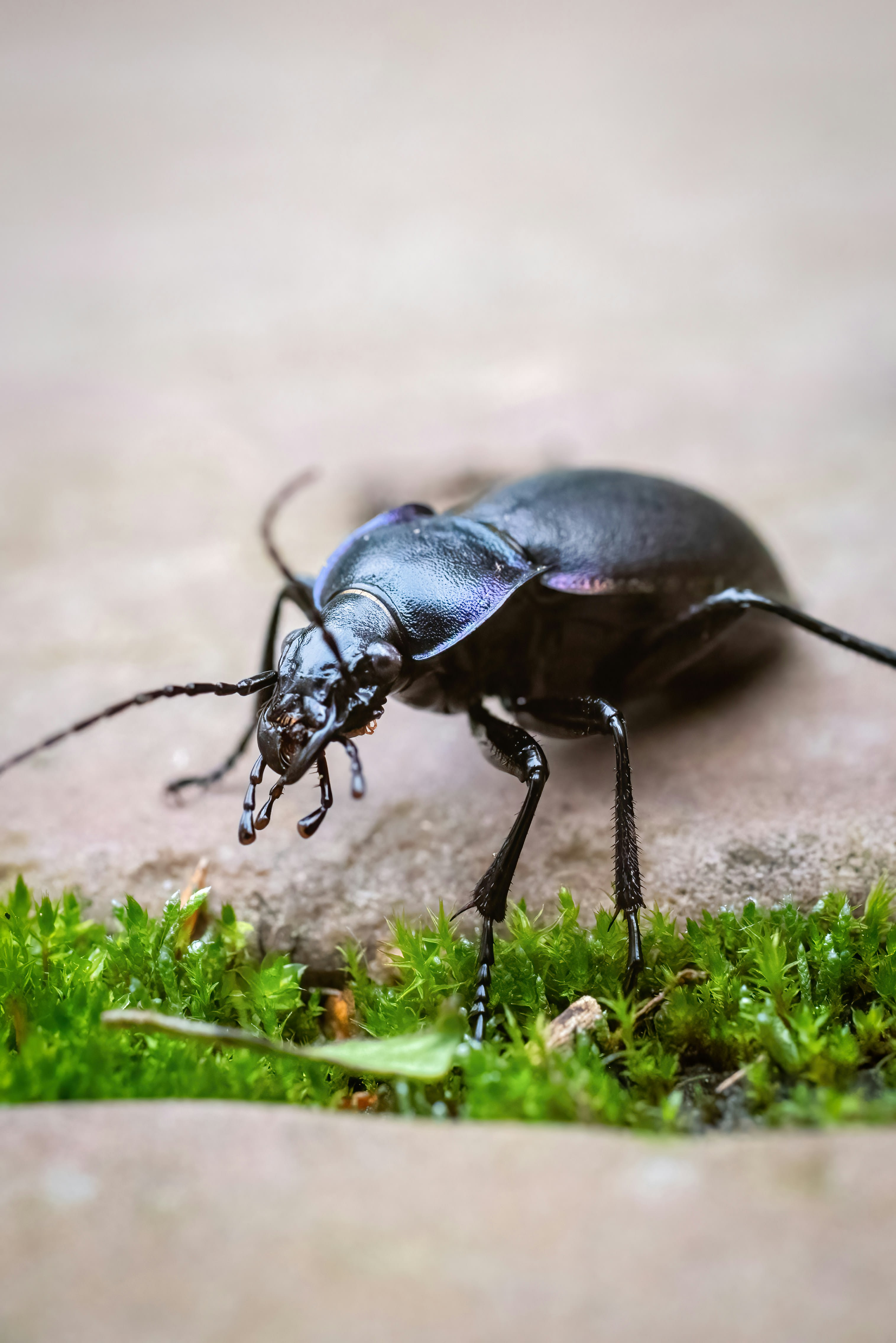 5 Stunning Beetle Species Worth Knowing - Owlcation