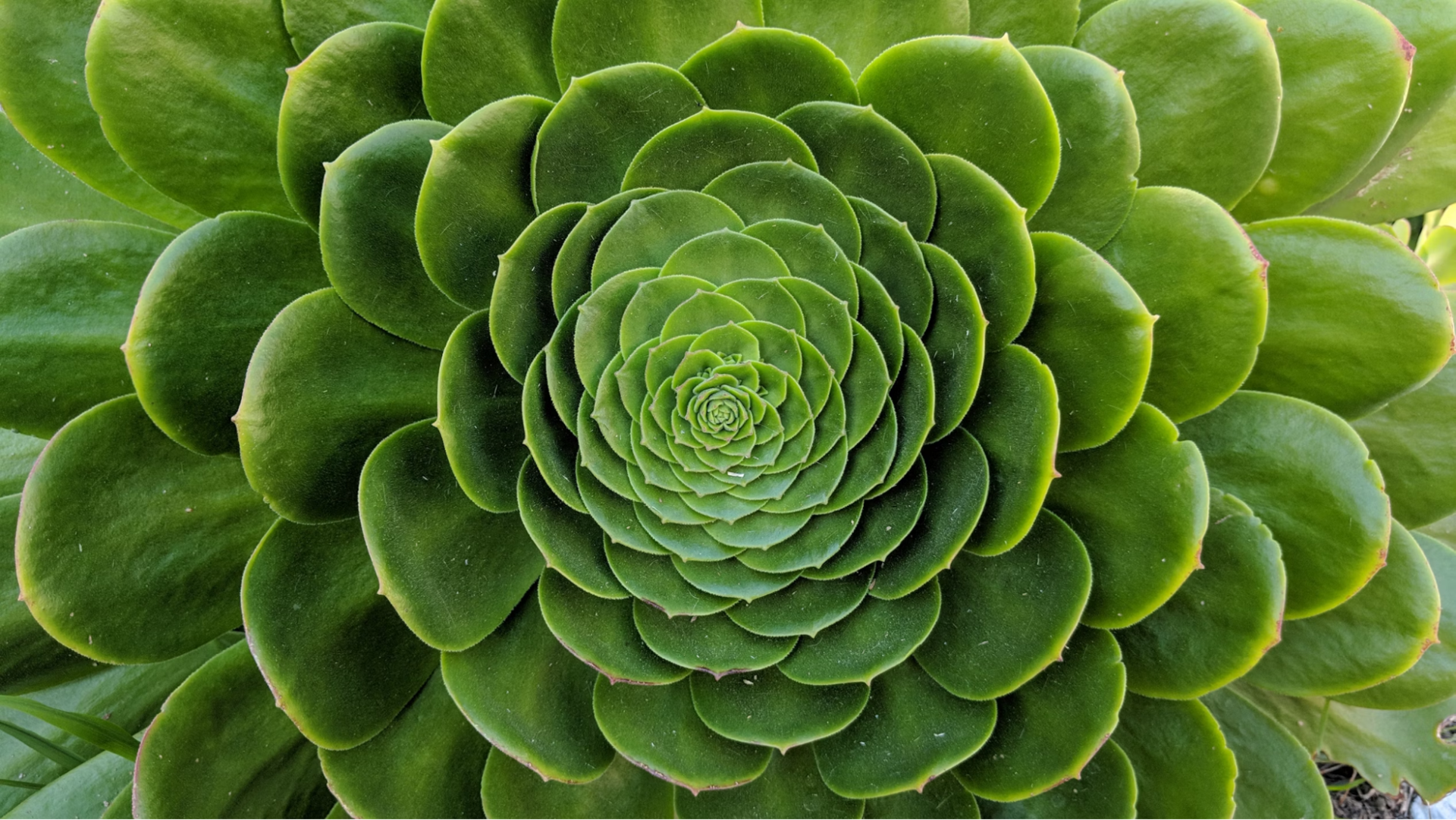 Unraveling the Beauty of Fractals: The Hidden Patterns That Shape Our ...